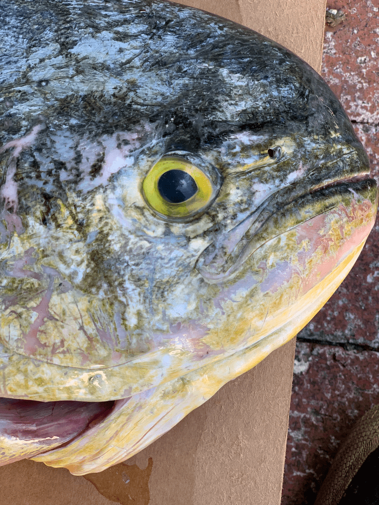 Nico's Fish Market – We Are Local Fishermen