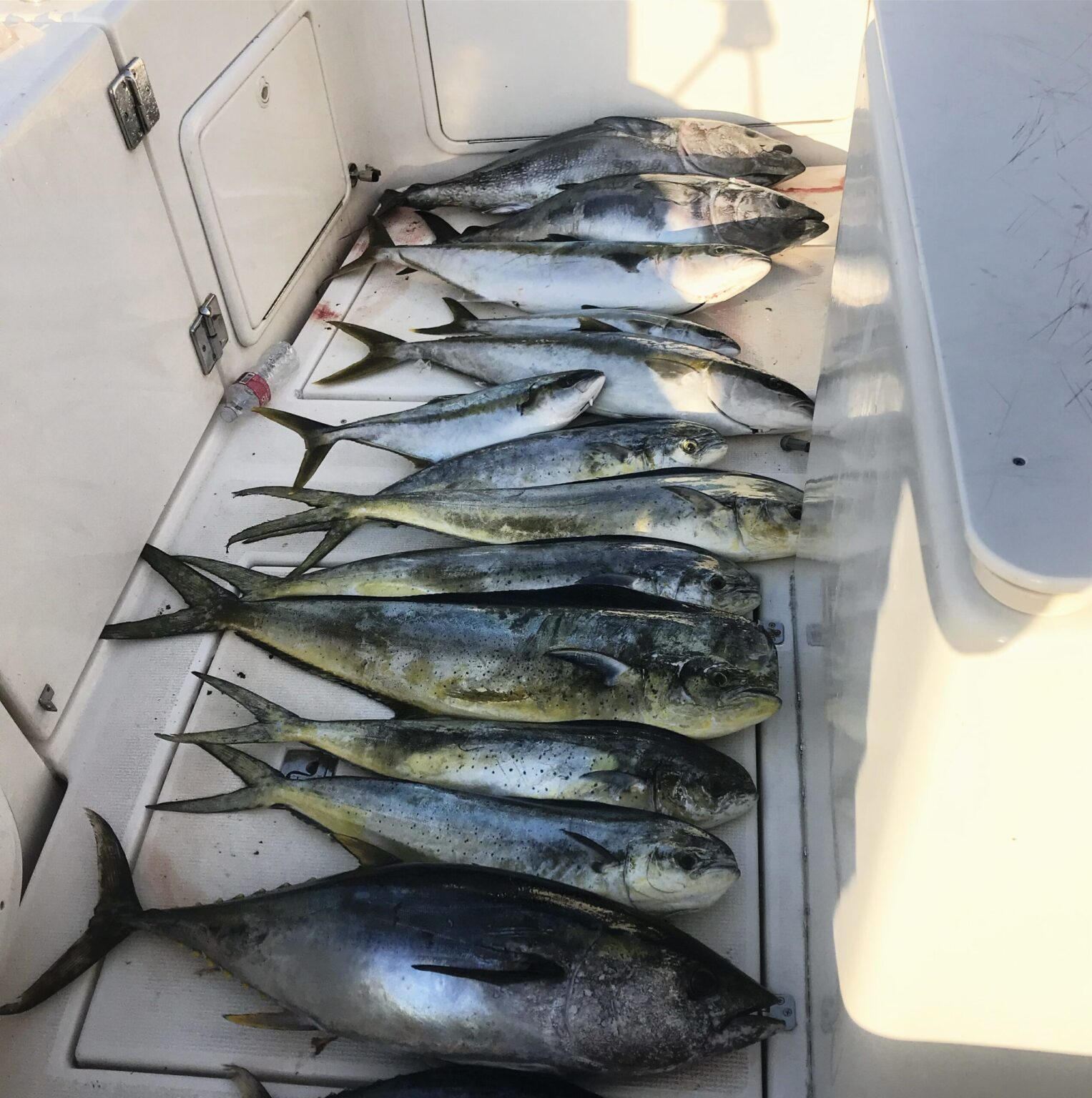 Nico's Fish Market – We Are Local Fishermen