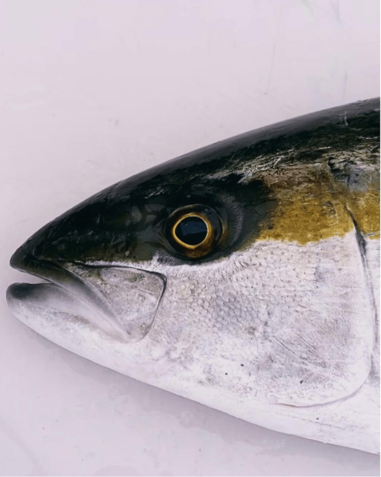 Market – Nico's Fish Market